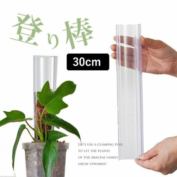 ネコ型 登り棒 花森家 登らせ ネコチップ ねこチップ 猫 ネガミエル 透明 クリア サトイモ科 スリット 鉢 インテリア 植木鉢 植え替え 屋内 屋外 置台 おしゃれ 面白い 飾る 鉢 カバー 簡単 外用 プレゼント 種類 一覧 サイズ ...