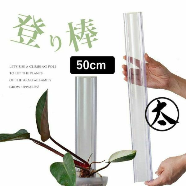 ネコ型 登り棒 花森家 登らせ ネコチップ ねこチップ 猫 ネガミエル 透明 クリア サトイモ科 スリット 鉢 インテリア 植木鉢 植え替え 屋内 屋外 置台 おしゃれ 面白い 飾る 鉢 カバー 簡単 外用 プレゼント 種類 一覧 サイズ ...