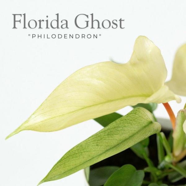 インテリア 植木鉢 受け皿 植え替え 方法 器 栄養剤 液体肥料 縁起 屋外 置台 おしゃれ お祝い 飾る 鉢 カバー 簡単 ギフト プレゼント 希少 ケース 種類 一覧 室内 サイズ 丈夫 スタンド セット 育てやすい 育て方 育成 台 ...