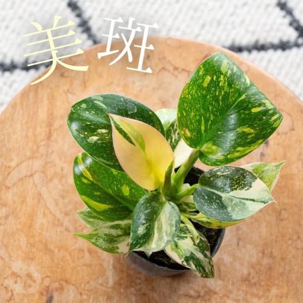 観葉植物 フィロデンドロン 斑入り 2.5号 インテリア おしゃれ 屋内 簡単 ロゼット型 プレゼント 丈夫 ガーデニング 園芸【お届け内容】フィロデンドロン・グリーンコンゴ・バリエガータPhilodendron 'Green Congo'...