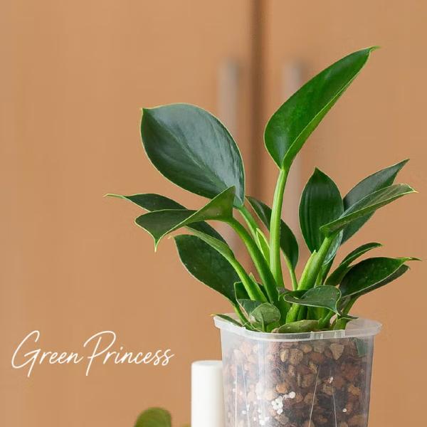 観葉植物 フィロデンドロン グリーンプリンセス ネガミエル インテリア 屋内 プレゼント 丈夫 ガーデニング 園芸 用品【お届け内容】フィロデンドロン・グリーンプリンセスPhilodendron 'Green Princess'育て方ガイド...