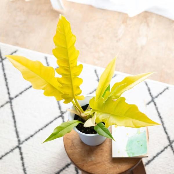 インテリア 植木鉢 受け皿 植え替え 方法 器 栄養剤 液体肥料 縁起 屋外 置台 おしゃれ お祝い 飾る 鉢 カバー 簡単 ギフト プレゼント 希少 ケース 種類 一覧 室内 サイズ 丈夫 スタンド セット 育てやすい 育て方 育成 台 ...