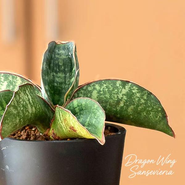 観葉植物 サンスベリア ドラゴンウィング インテリア 室内 プレゼント 丈夫 ガーデニング 園芸 用品【お届け内容】・2.5号苗type・黒の浅鉢typeお祝 開店祝 開業祝 開院祝 就任祝 周年祝 移転祝 新築祝 結婚祝 昇進祝 還暦 古...