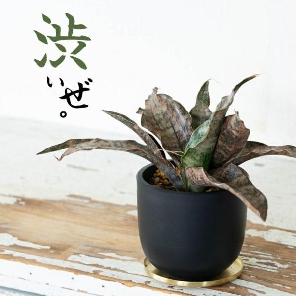 インテリア 植木鉢 受け皿 植え替え 方法 器 屋内 屋外 置台 おしゃれ 面白い 飾る 鉢 カバー 簡単 外用 プレゼント 種類 一覧 サイズ 丈夫 セット 育成 台 卓上 小さい 小さめ テーブル 手入れ 陶器鉢 名前一覧 肥料 日陰 ...