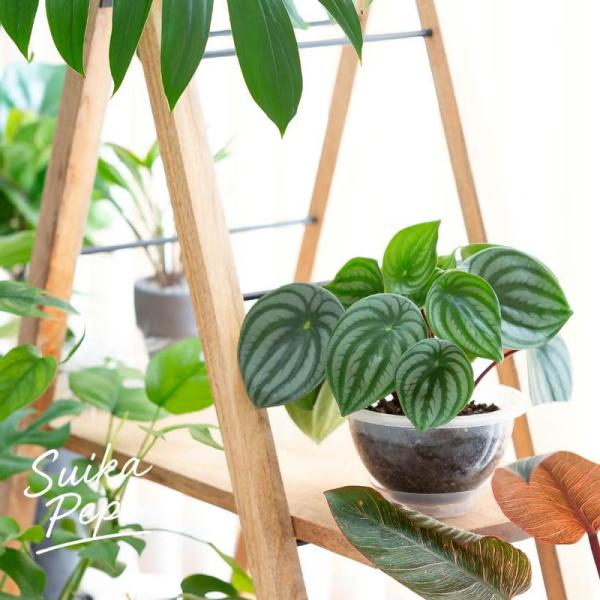 インテリア 植木鉢 受け皿 植え替え 方法 器 屋内 屋外 置台 おしゃれ 面白い 飾る 鉢 カバー 簡単 外用 プレゼント 種類 一覧 サイズ 丈夫 セット 育成 台 卓上 小さい 小さめ テーブル 手入れ 陶器鉢 名前一覧 肥料 日陰 ...