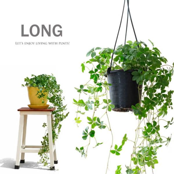 インテリア 植木鉢 受け皿 植え替え 方法 器 栄養剤 液体肥料 縁起 屋外 置台 おしゃれ お祝い 飾る 鉢 カバー 簡単 ギフト プレゼント 希少 ケース 種類 一覧 室内 サイズ 丈夫 スタンド セット 育てやすい 育て方 育成 台 ...