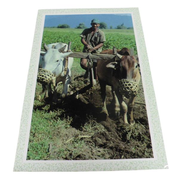 畑と畑を耕す牛さん素朴な風景でとてもきれいな写真プリントのポストカードです。■全体の大きさ縦:10cm　横：15cm重さ：5gサイズには誤差があります予めご了承の上でご購入ください。■ご注意点アジアのポストカードです。経年劣化等により四隅の...