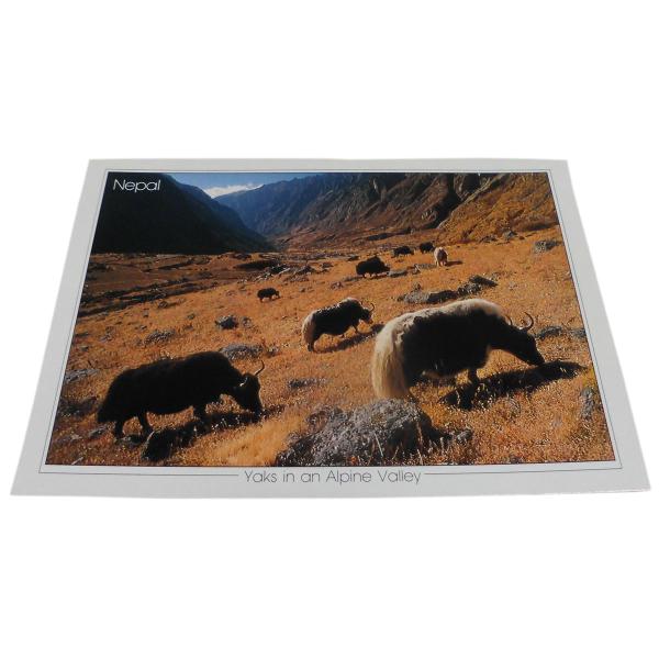 ヒマラヤの谷のヤク素朴な風景でとてもきれいな写真プリントのポストカードです。■全体の大きさ縦:10cm　横：15cm重さ：5gサイズには誤差があります予めご了承の上でご購入ください。■ご注意点アジアのポストカードです。経年劣化等により四隅の...