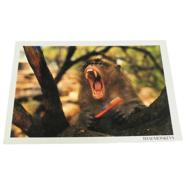 タイのアニマル写真をプリントしたポストカード独特の空気感と可愛い動物です。面白いポストカードです。■全体の大きさ歯ブラシとサル縦:15.5cm 横:10.5cm重さ:5.3g■ご注意点アジアのポストカードです。経年劣化等により四隅の角がつぶ...