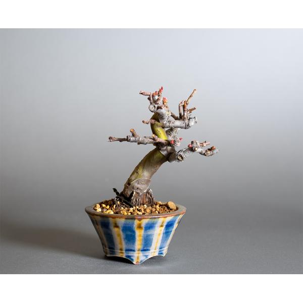 ミニ盆栽 / 花梨・かりん 盆栽商品名：カリン撮影日：2026年02月08日樹高：8.0cm丸盆栽鉢 / 國井正子：口径5.7cm×高さ3.3cmカリンのミニ盆栽です。芽動きの早いカリンですが、植え替えて10日程経ちます。●画像は左から、正...