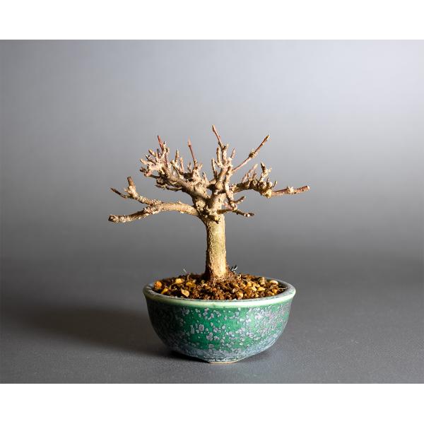 ミニ盆栽 / 唐楓・とうかえで 盆栽商品名：トウカエデ撮影日：2026年02月21日 樹高：7.5cm 丸盆栽鉢 / 國井正子：口径6.7cm×高さ2.8cm トウカエデのミニ盆栽です。今年の植え替えです。●画像は左から、正面、裏側、右側、...