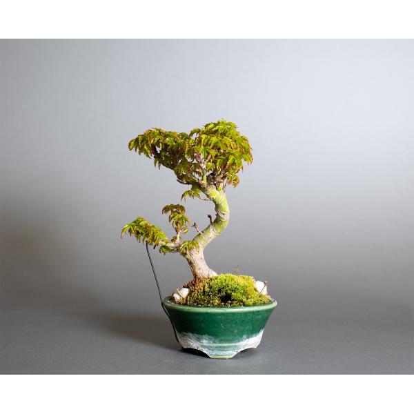 盆栽 / 獅子頭紅葉・ししがしら 盆栽商品名：シシガシラモミジ撮影日：2026年03月26日樹高：11.0cm丸盆栽鉢 / 國井正子：口径7.2cm×高さ3.2cm シシガシラモミジの盆栽です。去年の春の植え替えです。●画像は左から、正面、...