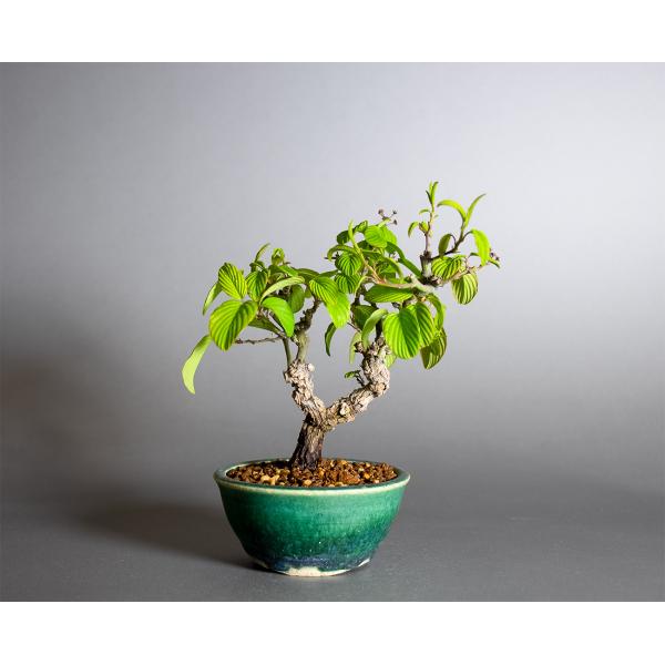 盆栽 / 熊柳・くまやなぎ 盆栽商品名：クマヤナギ撮影日：2026年03月28日樹高：11.0cm丸盆栽鉢 / 國井正子：口径7.9cm×高さ3.8cmクマヤナギの小さな盆栽です。クマヤナギの特徴は去年付いた実が今年熟してきます。その実がい...