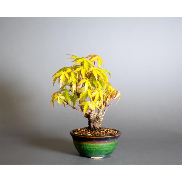 盆栽 / いろは紅葉 盆栽商品名：イロハモミジ撮影日：2026年04月24日 樹高：11.3cm 丸盆栽鉢 / 國井正子：口径7.6cm×高さ3.4cm イロハモミジの盆栽です。今年の植え替えになります。●画像は左から、正面、裏側、右側、左...
