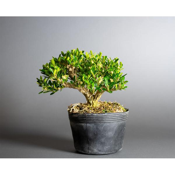 盆栽用苗 / ミニ盆栽素材 / 台湾黄楊・盆栽素材商品名：タイワンツゲ撮影日：2026年01月18日樹高：8.3cm台湾ツゲのミニ盆栽素材です。挿木で１9年になります。彫りの深い荒れ肌は素晴らしい見応えがあります。小枝も作り安そうなので小さ...