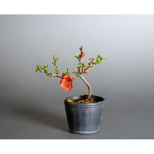 盆栽用苗 / 豆盆栽素材 / 長寿梅・盆栽素材商品名：チョウジュバイ撮影日：2026年03月18日樹高：7.0cmチョウジュバイの豆盆栽素材です。植え替えは去年の春です。（※ 出荷時及び配送途上で商品の花が散ってしまった場合はご了承ください...