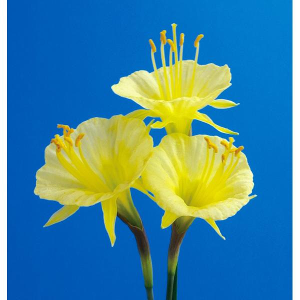 　「スイセン　マディソン」は、バラのような八重咲きスイセン。　花弁は白色で副冠はオレンジ。切花にも最適。中生。〔　商品性状につきまして　〕　●ヒガンバナ科の球根　　30〜40cmくらいに育ちます。　●開花期　　3月〜4月頃　●耐寒性　　強　...