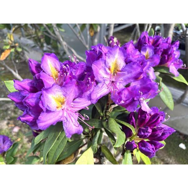 　「シャクナゲ　アメジスト」は、濃紫色の花弁に黄色いブロッチが入る大輪。庭植えにすると樹高が3m前後になる強健種です。美しいブルーパープルの花。平野氏の渾身の作品です。平野重一氏作出〔　商品の性状につきまして　〕　●ツツジ科の常緑低木　　3...