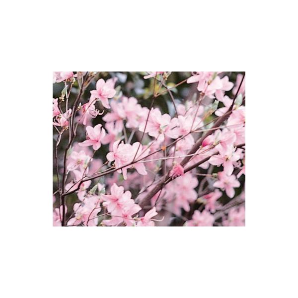 　「クロフネツツジ」は、朝鮮半島・中国北部原産の落葉低木で、江戸時代に日本に渡来しました。生長が遅いことから高級品種として尊ばれています。優しく明るい花色が人気です。〔　商品性状につきまして　〕　●ツツジ科の落葉低木　　3〜5m位に育ちます...