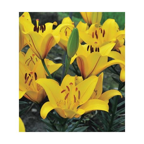 　スカシユリの交配種です。　上向きに花をつけ花壇やプランターの寄せ植えに最適です。〔　商品の性状につきまして　〕　●ユリ科の球根　　80cm〜1m位に育ちます。　●開花期　　6月頃　●耐寒性　　強　-25℃　●栽培場所　　日向向き〔　お届け...