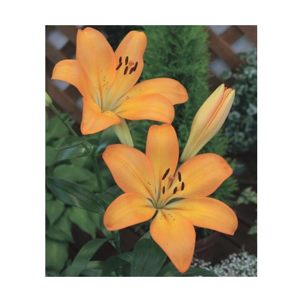 　スカシユリの交配種。　上向きに花をつけ花壇やプランターの寄せ植えに最適です。〔　商品の性状につきまして　〕　●ユリ科の球根　　80cm〜1m位に育ちます。　●開花期　　6月頃　●耐寒性　　強　-25℃　●栽培場所　　日向向き〔　お届け商品...