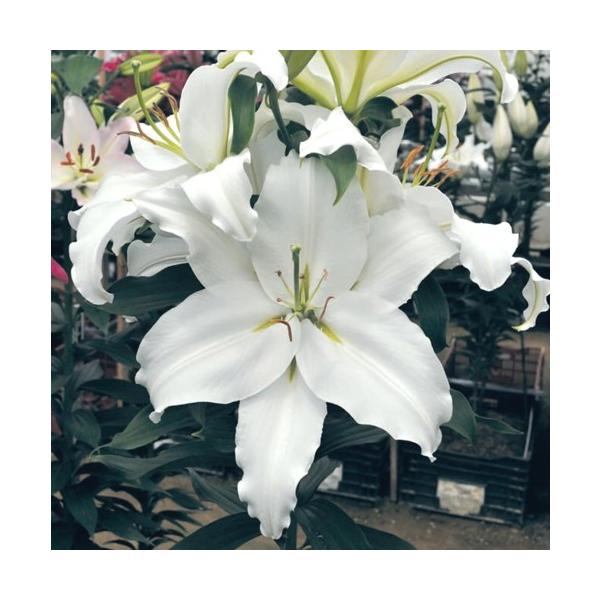 　カラフルで香りの良い大輪の花をつけるオリエンタルリリーの最新品種。　切花にも人気です。〔　商品の性状につきまして　〕　●ユリ科の球根　　1〜1.2m位に育ちます。　●開花期　　6〜7月頃　●耐寒性　　強　-25℃　●栽培場所　　日向向き〔...