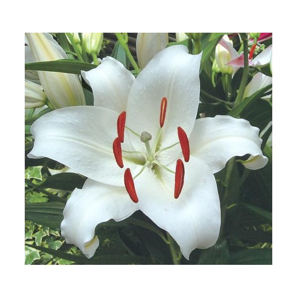 　ヤマユリなど日本に自生する原種ユリを交配して品種改良した　オリエンタルリリーの巨大輪品種です。　花径20cm前後。〔　商品の性状につきまして　〕　●ユリ科の球根　　1〜1.2m位に育ちます。　●開花期　　6〜7月頃　●耐寒性　　強　-25...