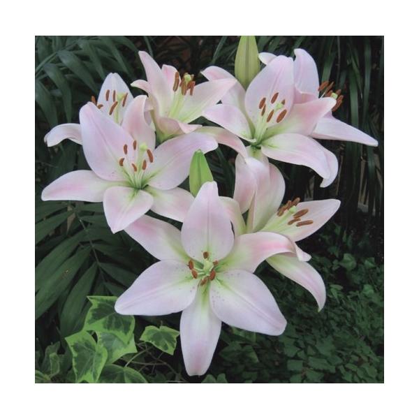 　スカシユリの交配種。　上向きに花をつけ花壇やプランターの寄せ植えに最適です。〔　商品の性状につきまして　〕　●ユリ科の球根　　80cm〜1m位に育ちます。　●開花期　　6月頃　●耐寒性　　強　-25℃　●栽培場所　　日向向き〔　お届け商品...
