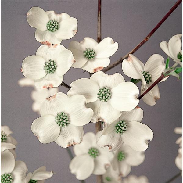 　「アメリカハナミズキ　クラウドナイン」は、白花大輪の代表品種です。　サクラと同じ時期に、純白の丸弁花が樹幹を覆うほど咲き誇ります。　庭のシンボルツリーに最適です。〔　商品性状につきまして　〕　●ミズキ科の落葉高木　　5〜10ｍ位に育ちます...