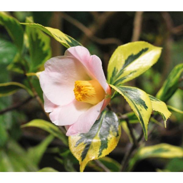 　「ツバキ　斑入り西王母」は、石川県で古くから栽培され、茶花として有名な「西王母」の枝変わり品種です。　葉に黄覆輪が入り、葉焼けもしにくい強健品種です。〔　商品性状につきまして　〕　●ツバキ科の常緑高木　　3〜5m位に育ちます。　●開花期　...