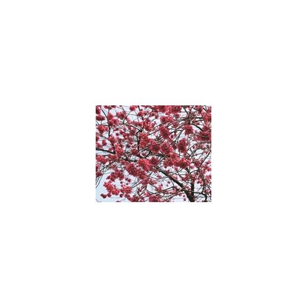 　「カンヒザクラ」は、沖縄に多く栽培されている南方系の品種です。　東京では「染井吉野」より１か月早く開花し、「寒緋桜」「元日桜」「薩摩緋桜」とも呼ばれます。〔　商品性状につきまして　〕　●バラ科の落葉高木　　5〜10mくらいに育ちます。　●...