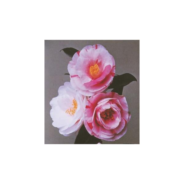 　「ツバキ　思いのまま」は、桃色、白地に底桃、白地に紅色の絞り咲きなど多彩に咲き分ける八重、中輪。　尾張地方に古くから栽培されていた品種です。〔　商品性状につきまして　〕　●ツバキ科の常緑高木　　3〜5m位に育ちます。　●開花期　　12〜3...