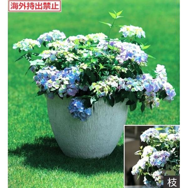 　「アジサイ　ラグランジア　オーロランジュ」は、腋芽にも花がつき、花で覆われた枝が自然に枝垂れる多花性のアジサイです。　葉は一般的なアジサイの約4分の１の大きさ。〔　商品性状につきまして　〕　●アジサイ科の落葉低木　　1ｍ位に育ちます。　●...