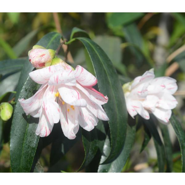 　「ツバキ　絞り竜」は、花弁は細く広がり白地に紅色の小絞りが入る八重、中〜大輪。　「百合椿」に似た細長い葉をつけ、樹形は横張り性。　野口慎一氏作出・発表。〔　商品性状につきまして　〕　●ツバキ科の常緑高木　　3〜5m位に育ちます。　●開花期...