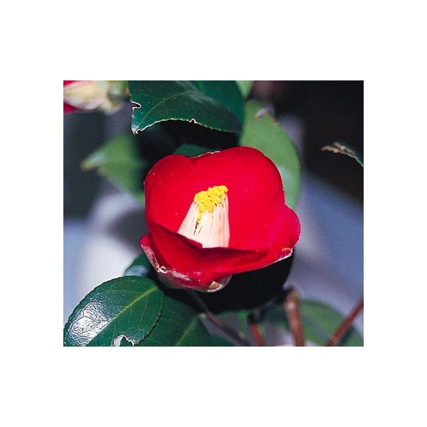 　「ツバキ　婆の木」は、松江市のヤブツバキの選抜種です。　朱紅色の一重、筒〜ラッパ咲き、筒しべ、中輪。　樹形は立性。〔　商品性状につきまして　〕　●ツバキ科の常緑高木　　3〜5m位に育ちます。　●開花期　　1〜3月頃　●耐寒性　　強　　-8...