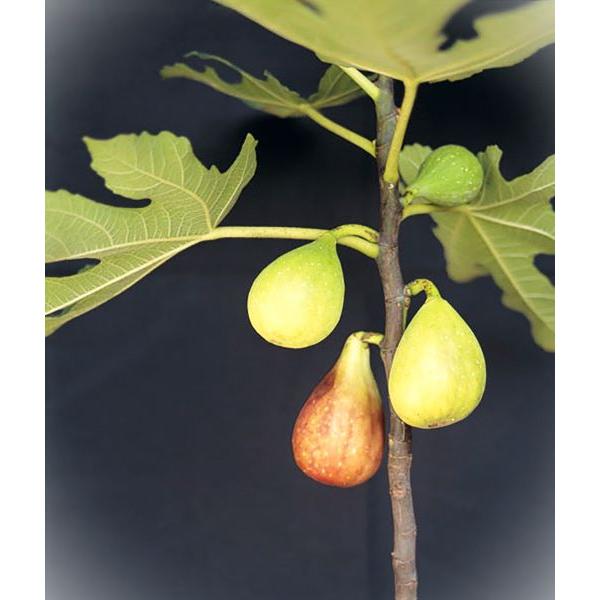 　「イチジク　バナナクイーン」は、果皮が黄色で果形がバナナに似ているフランス原産の大果品種です。　夏果は果重250g前後。糖度16〜17度。秋果は果重100g前後。糖度25度ぐらい。 〔　商品性状につきまして　〕　●クワの落葉高木　　3〜5...