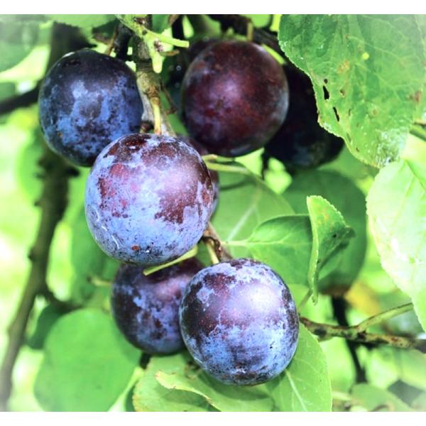 　「プルーン　シェリー」は、7月に収穫できる極早生品種。果形は短楕円形で、果皮は紫赤色。果重30ｇ前後。糖度18度ぐらい。自家結実性があり豊産性。〔　商品性状につきまして　〕　●バラ科の落葉高木　　3〜4m位に育ちます。　●開花期　　4月頃...