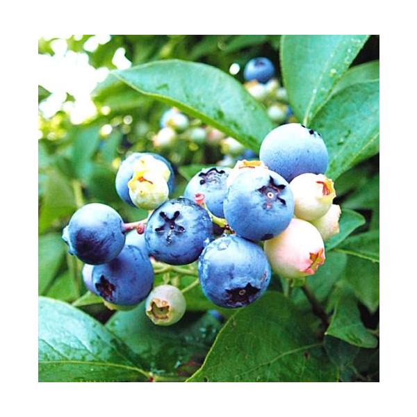 　ブルーベリーには大きく分け、２つの系統がございます。　ひとつは、熟す前にウサギの目のように赤くなる特徴をもつことから「ラビットアイ」と呼ばれる系統です。　この系統は、程い酸味のある果実で、ジャムやジュースなどの加工に向きます。収穫量が多め...