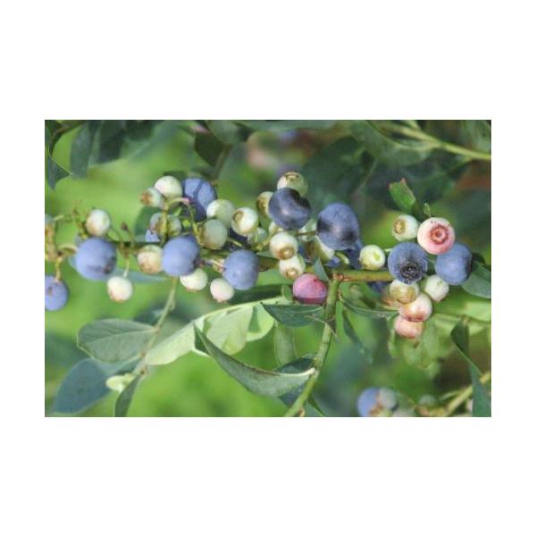 　ブルーベリーには大きく分け、２つの系統がございます。　ひとつは、熟す前にウサギの目のように赤くなる特徴をもつことから「ラビットアイ」と呼ばれる系統です。　この系統は、程い酸味のある果実で、ジャムやジュースなどの加工に向きます。収穫量が多め...