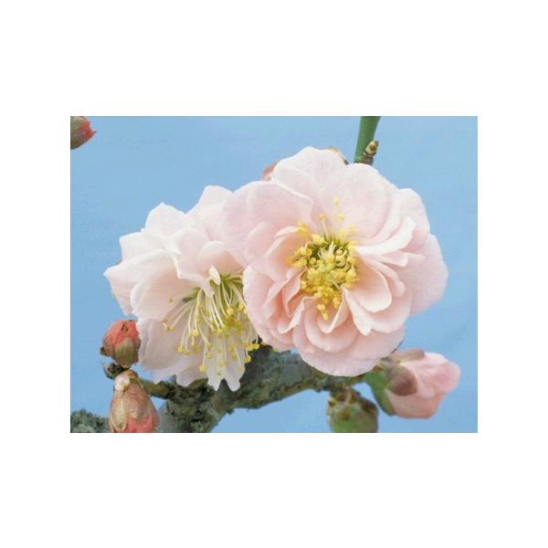 　「ウメ　武蔵野」は、花径3.5〜4.5cm。淡紅色の八重咲き巨大輪で、花梅のなかでもっとも大輪といわれている品種です。3月上旬から中旬咲き。〔　商品性状につきまして　〕　●バラ科の落葉低木　　3〜5mくらいに育ちます。　●開花期　　3月頃...