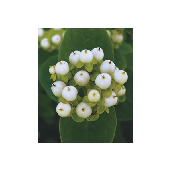 　「ヒペリカム　マジカルホワイト」は、オランダで作出された立性の大実品種です。　夏から秋に真珠のような純白色の実をたくさんつけます。　庭木・花材向き。〔　商品性状につきまして　〕　●オトギリソウ科の落葉低木　　1.位に育ちます。　●開花期　...