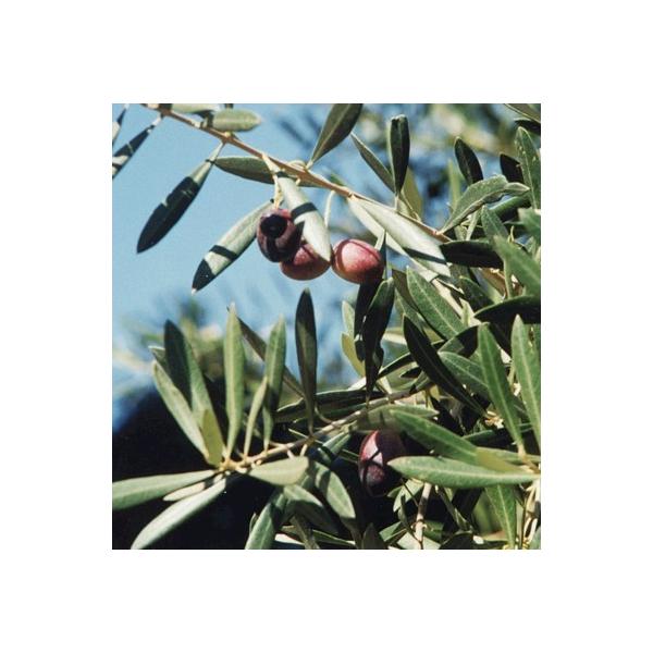 　「オリーブ　ネバジロブロンコ」は、スペイン産でオイル採取用に栽培される品種です。　実付良く、他の品種の受粉樹になります。葉色も美しい品種です。中生。〔　商品性状につきまして　〕　●モクセイ科の常緑高木　　3m位に育ちます。　●開花期　　6...