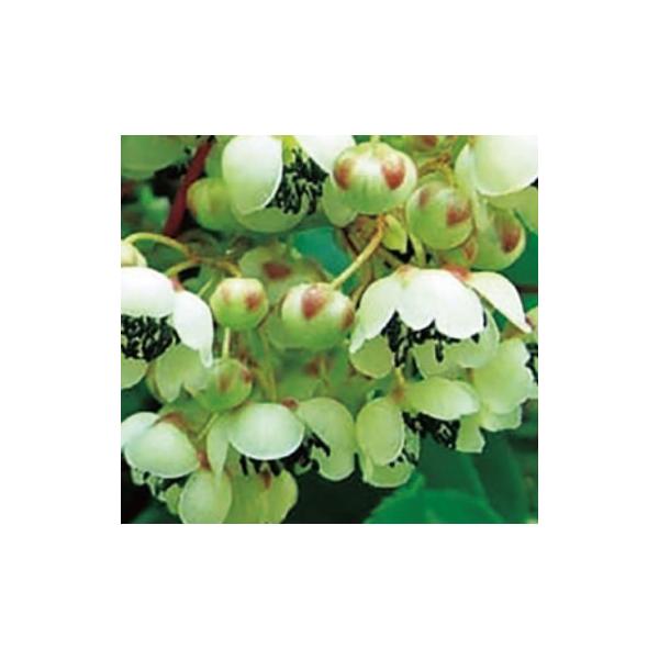 　「ベビーキウイ　ワイキ」は、ベビーキウイの受粉樹となります。サルナシの授粉用に必要となるオス木です。〔　商品性状につきまして　〕　●マタタビ科の落葉つる性　　3〜5mくらいに育ちます。　●開花期　　5〜6月頃　●耐寒性　　強　-20℃　●...