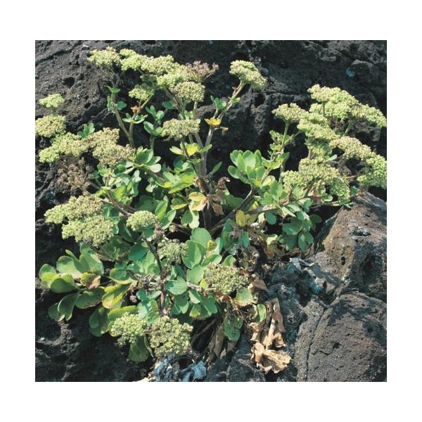 　「ハマボウフウ」は、海岸の砂地に自生する多年草です。　刺身のつまに多く利用されますが、酢味噌和え、てんぷら、サラダなどにも用いられます。〔　商品性状につきまして　〕　●セリ科の多年草　　20〜40cm位に育ちます。　●開花期　　6〜7月頃...