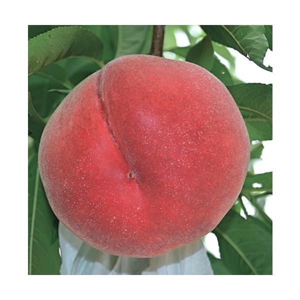 　「モモ　麗美」は、糖度が高く日持ち性に優れた大玉品種。果肉は白肉で、硬く、収穫後になめらかになります。果重350〜400g。糖度15度以上。〔　商品性状につきまして　〕　●バラ科の落葉高木　　3〜4mくらいに育ちます。　●開花期　　3〜4...