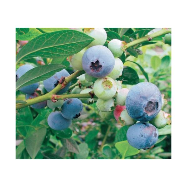 　「ブルーベリー　ミスティー」は、サザンハイブッシュ系の中〜大粒品種。果皮は明るいブルーで、ブドウの房のように実がつく豊産種。早生。樹形は直立性。〔　商品性状につきまして　〕　●ツツジ科の落葉低木　　1.5mくらいに育ちます。　●開花期　　...