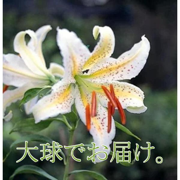 　「ヤマユリ」は、東北から東海地方の山地に自生する大形のユリ。　花弁の中心に黄色い筋が入り海外では「ゴールドバンド」と呼ばれます。〔　商品性状につきまして　〕　●ユリ科の球根　　1.5m〜2m位に育ちます。　●開花期　　7〜8月頃　●耐寒性...