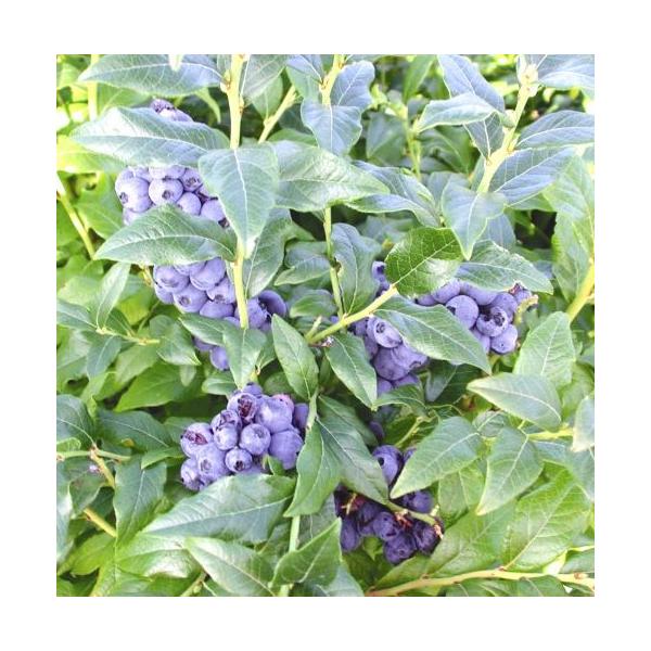 　ブルーベリーには大きく分け、２つの系統がございます。　ひとつは、熟す前にウサギの目のように赤くなる特徴をもつことから「ラビットアイ」と呼ばれる系統です。　この系統は、程い酸味のある果実で、ジャムやジュースなどの加工に向きます。収穫量が多め...