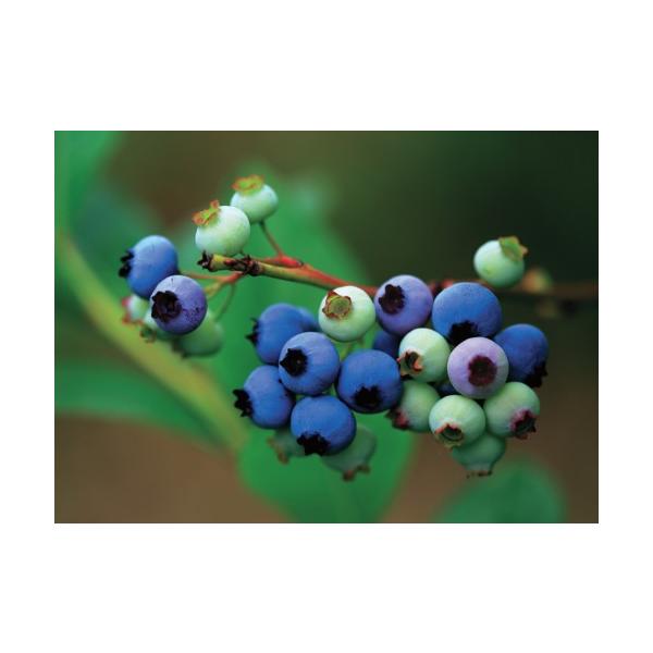 　「ブルーベリー　ブライトブルー」は、ラビットアイ系の人気品種。実の大きさは中〜大粒。果皮は明るい青紫色。樹形は直立性。中生。〔　商品性状につきまして　〕　●ツツジ科の落葉低木　　1.5〜2mくらいに育ちます。　●開花期　　4月頃　●収穫期...