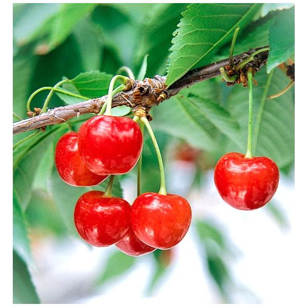 「サクランボ　紅秀峰」は、「佐藤錦」の交配種。大玉の高級種として人気。贈答、自家用問わず、喜ばれる品種。扁円形の大玉で、濃赤色に着色します。果重8〜10g。糖度は20度ぐらい。授粉樹には「紅きらり」「ナポレオン」が適します。〔　商品性状につ...